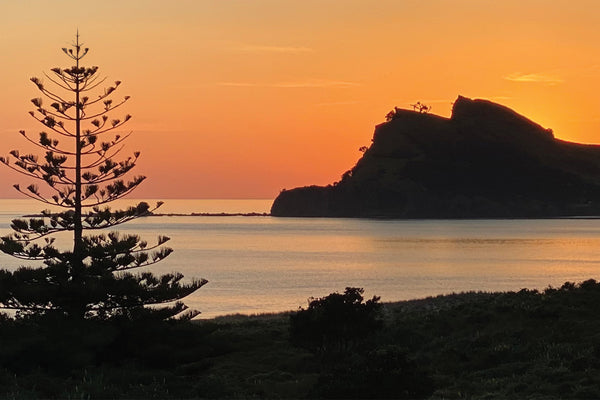 Island Gin distillery. New Zealand.